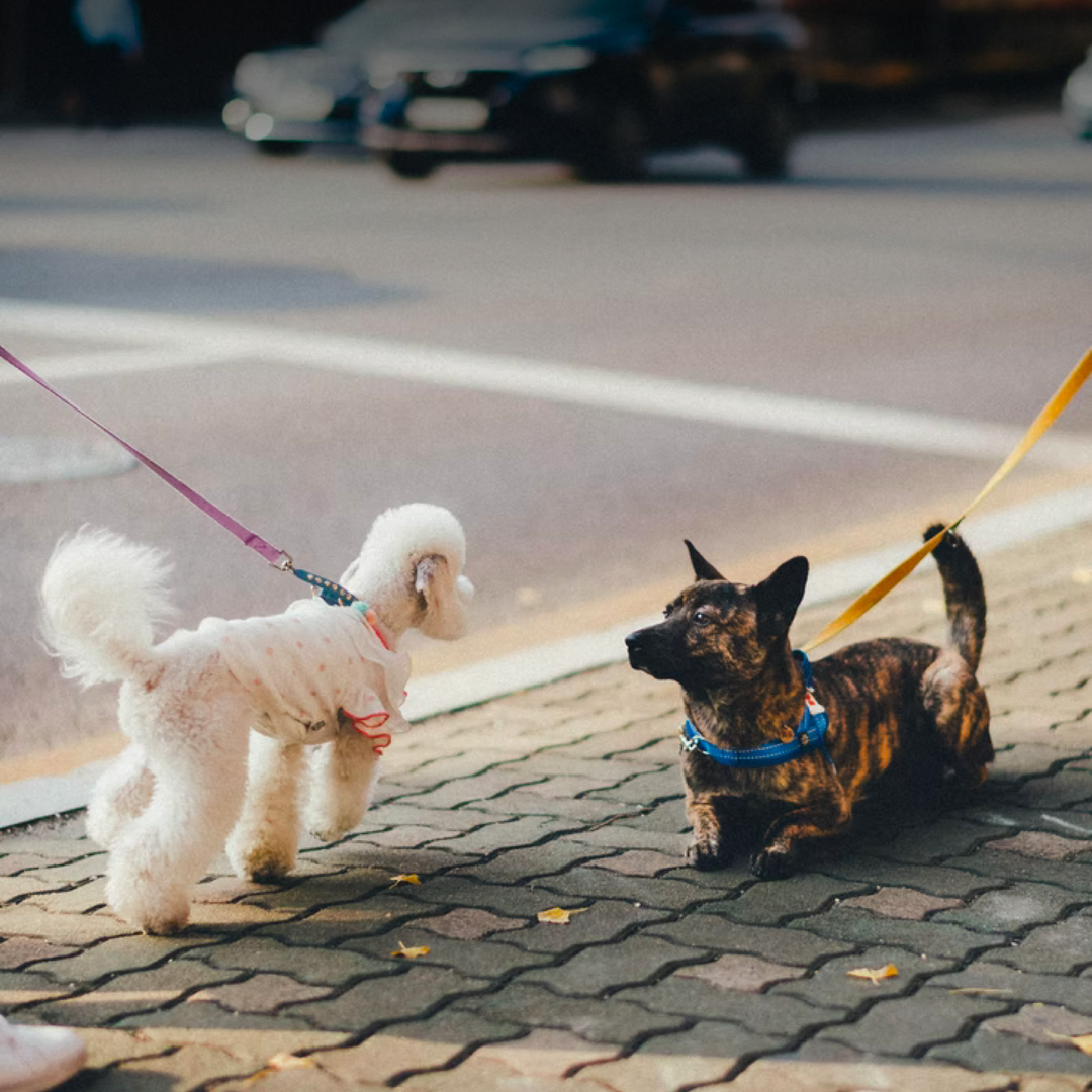 How to Socialize Your Dog Effectively – K9 Sport Sack