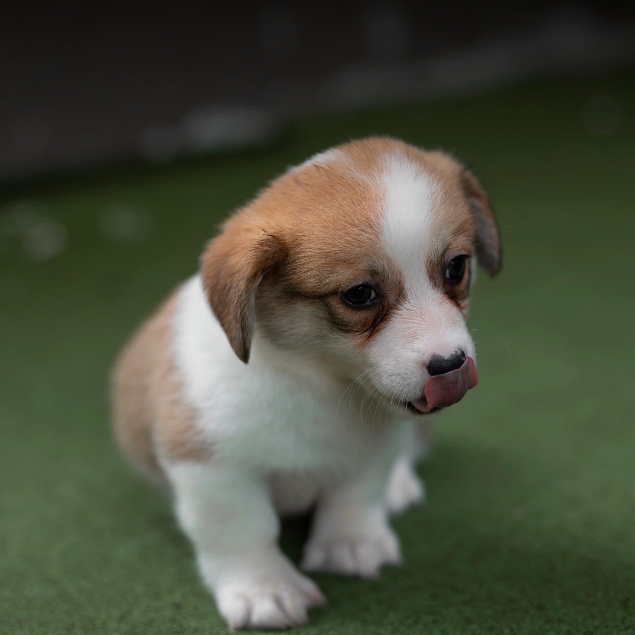 Puppy Care Basics to Give Your Pup a Great Start – K9 Sport Sack