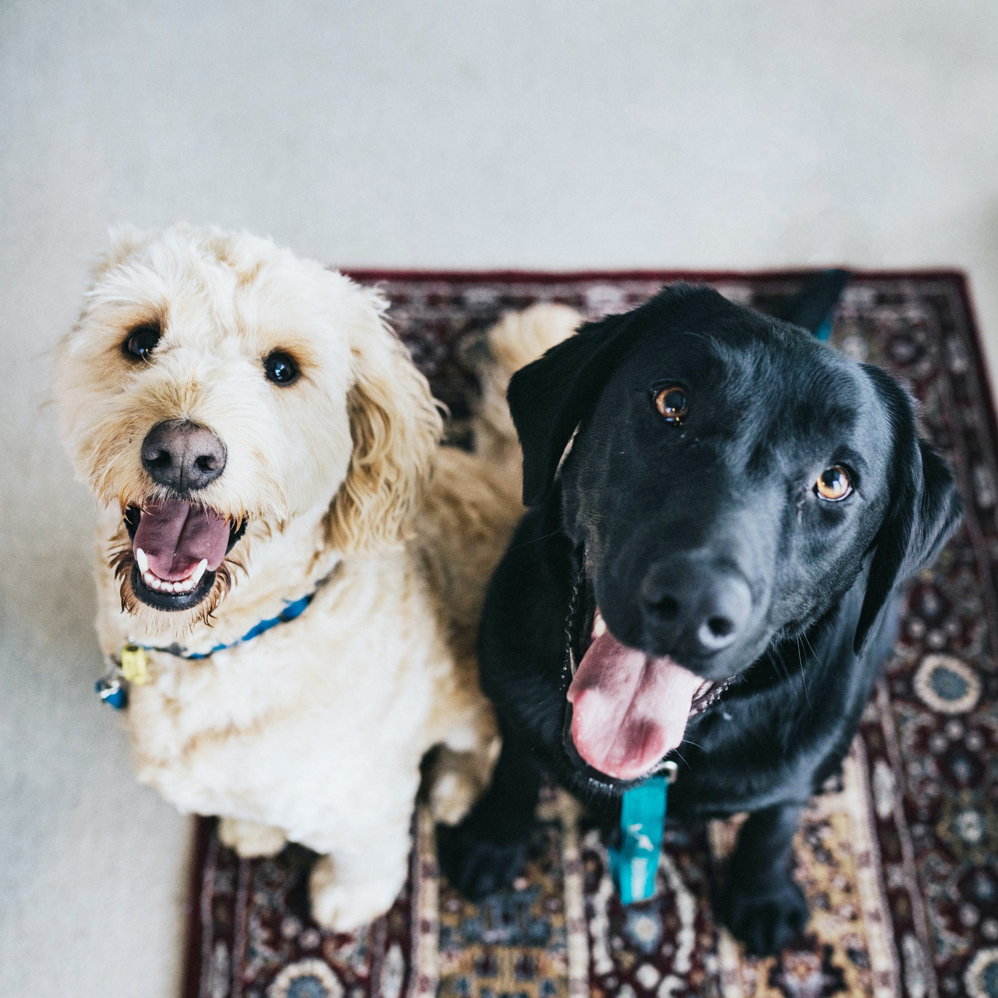 8 Essential Steps to Bring a New Dog into the Home – K9 Sport Sack